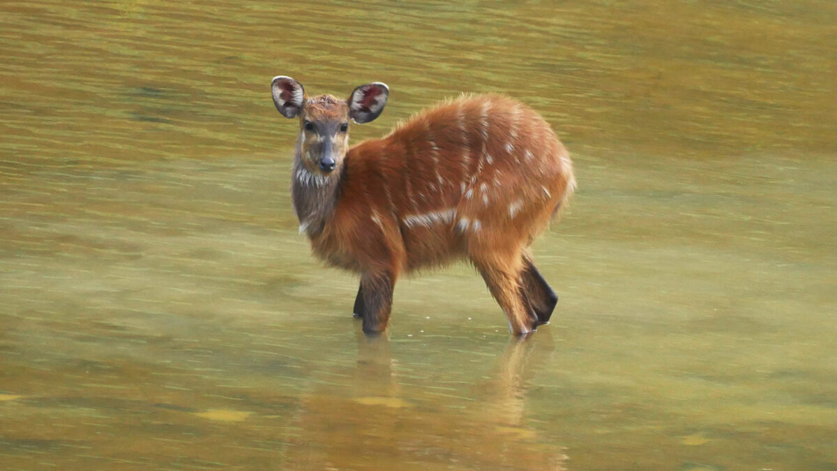 Antilopes - Fondation Lékédi Biodiversité