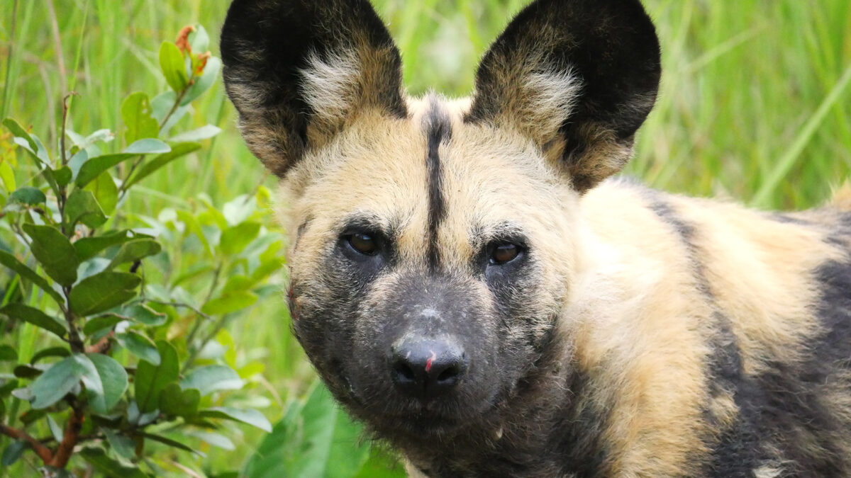Lycaons - Fondation Lékédi Biodiversité