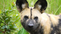 Lycaons - Fondation Lékédi Biodiversité