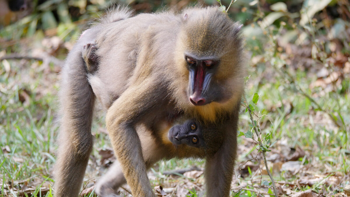 Mandrills - Fondation Lékédi Biodiversité