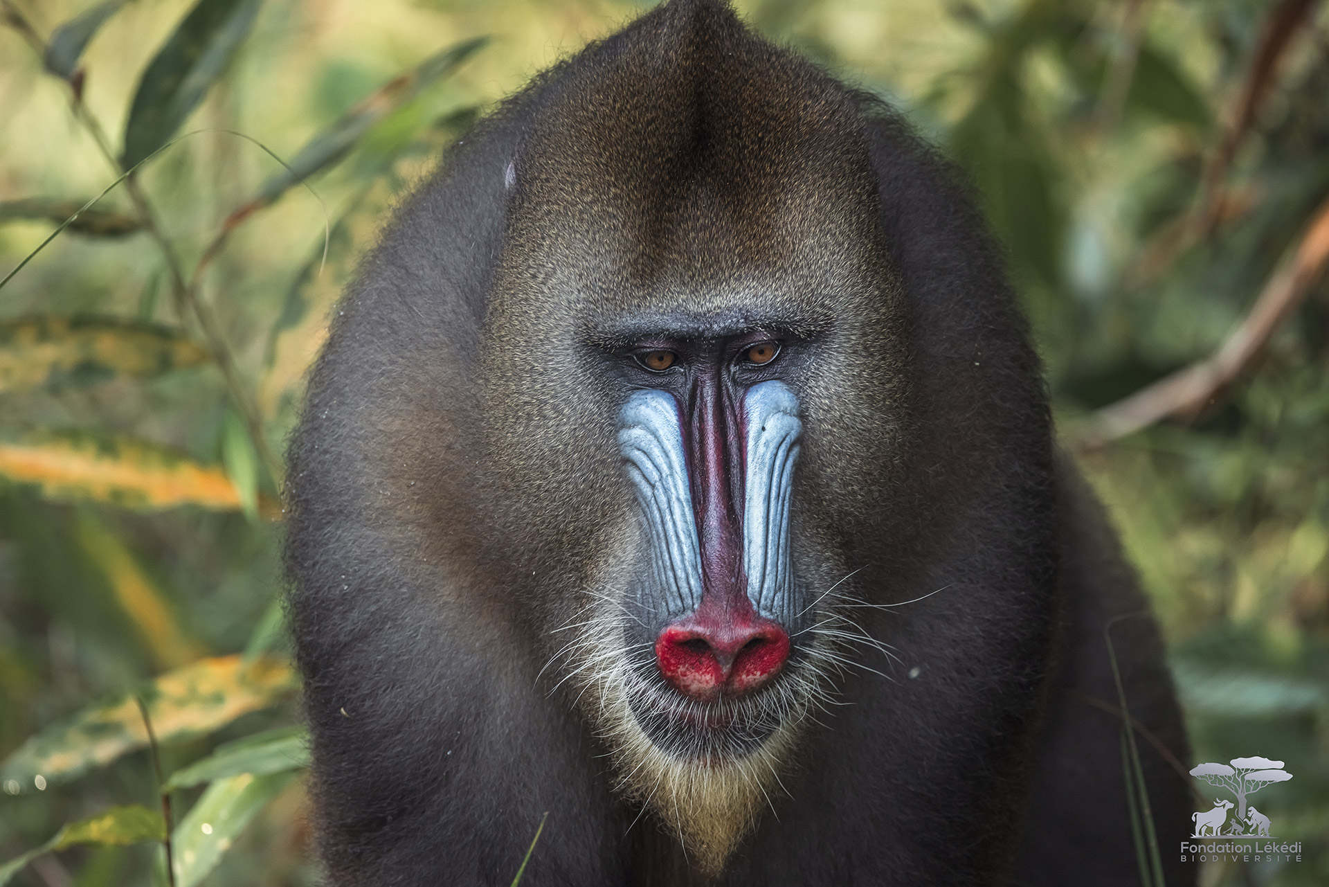 Mandrills - Fondation Lékédi Biodiversité