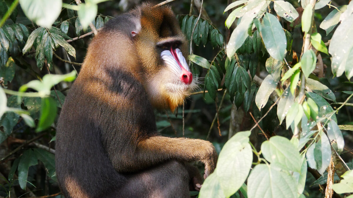 Mandrills - Fondation Lékédi Biodiversité