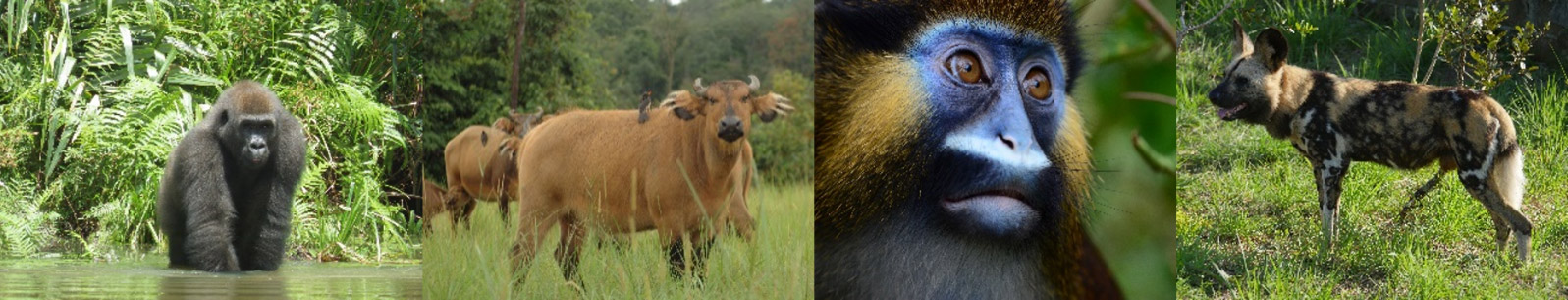 Inauguration au Gabon de la Fondation Lékédi Biodiversité - Fondation ...
